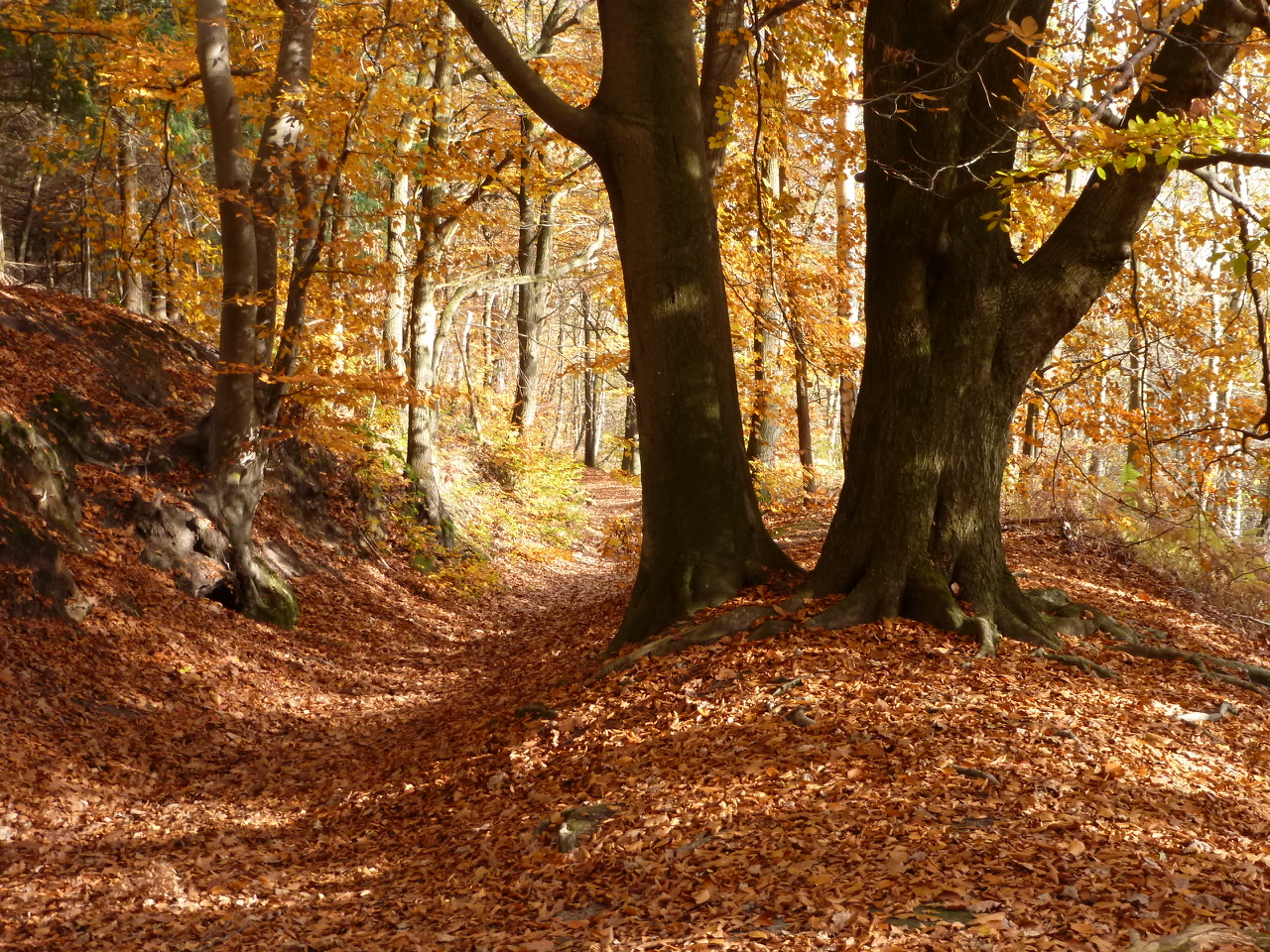 En chemin avec Marie et Joseph – Saint-Rémy Ottignies et Notre-Dame Mousty